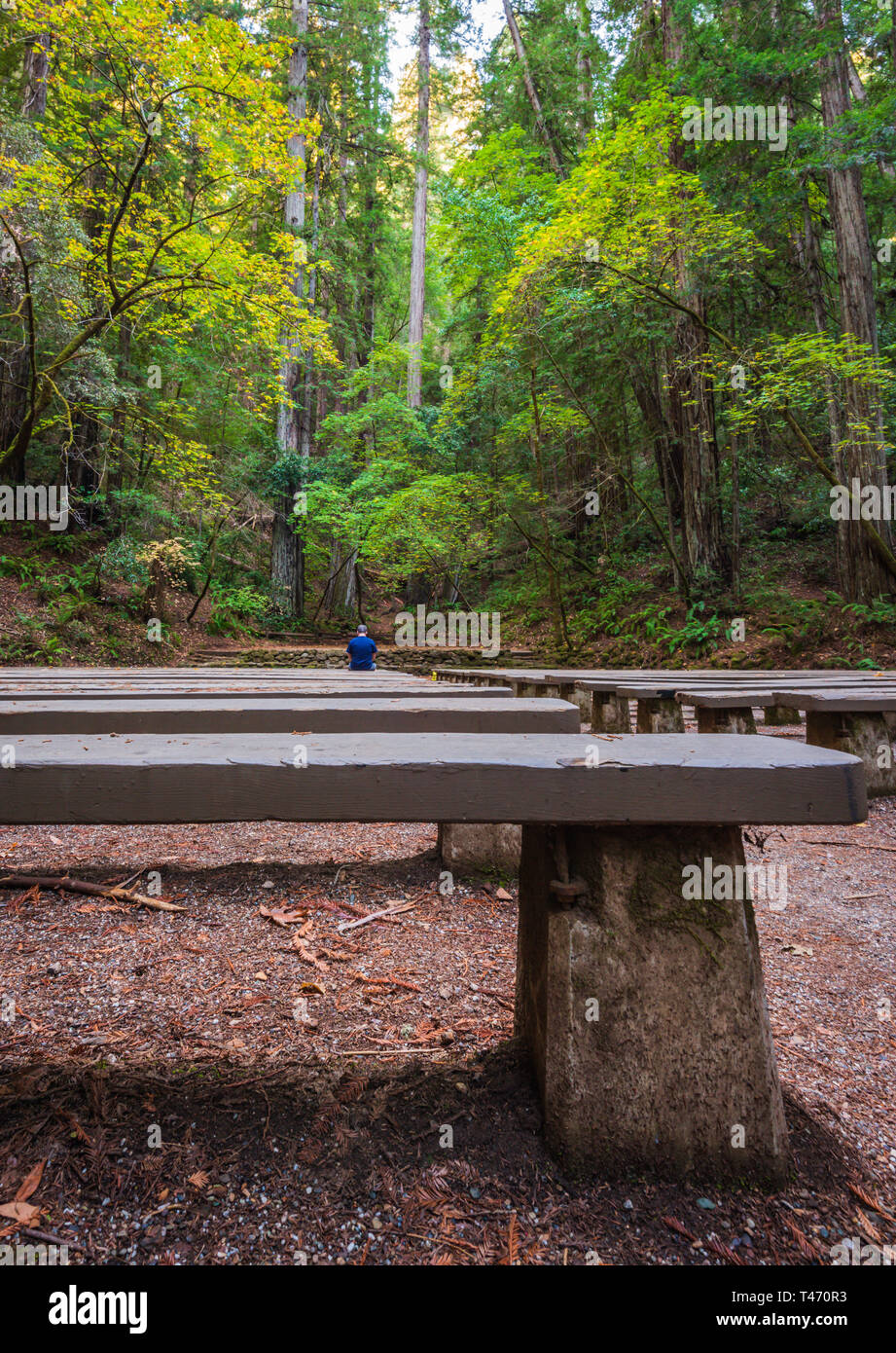 Armstrong Redwoods State Natural Reserve Amphitheater Stock Photo - Alamy
