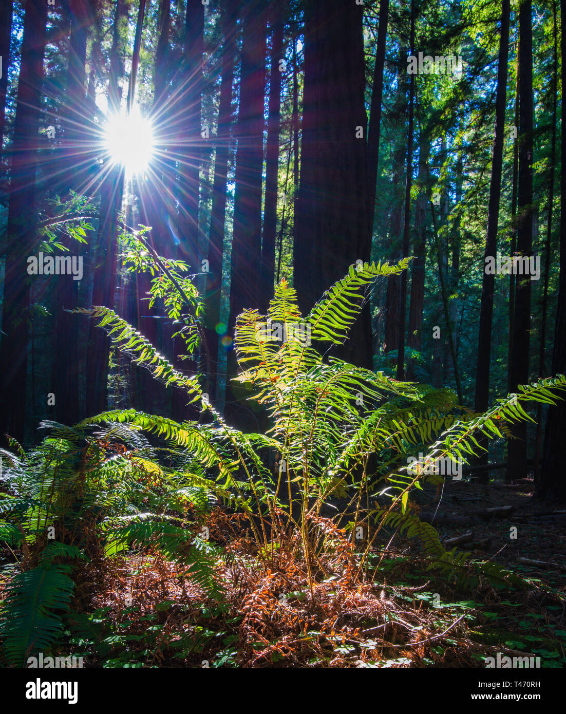 Sun Rays in Redwood Forest Low Angle Redwood Forest Stock Photo - Alamy