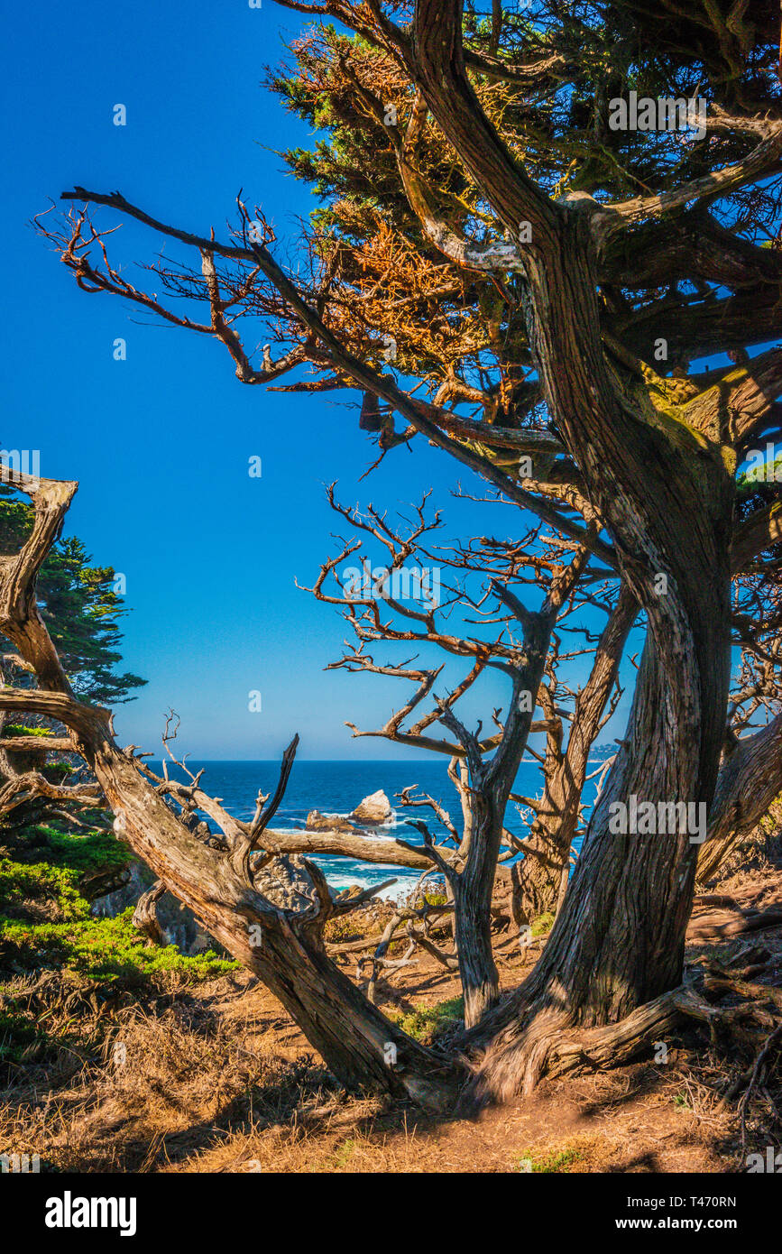 View from Chimney Rock Trail Point Reyes National Seashore California ...