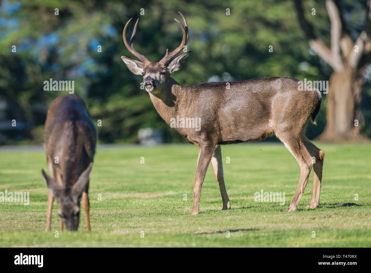 Landscape with two deer hi-res stock photography and images - Alamy