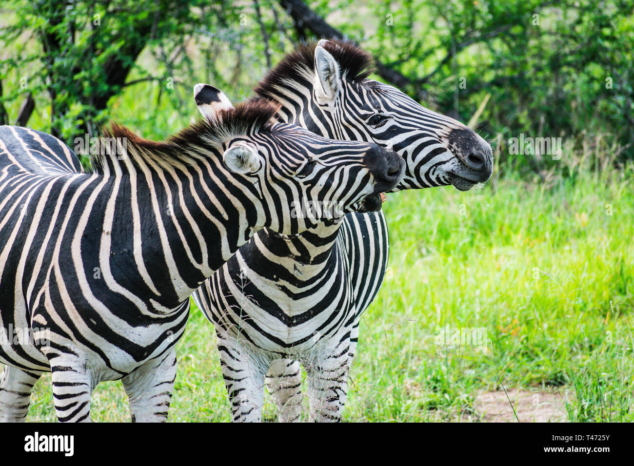 Zebra mating hi-res stock photography and images - Alamy