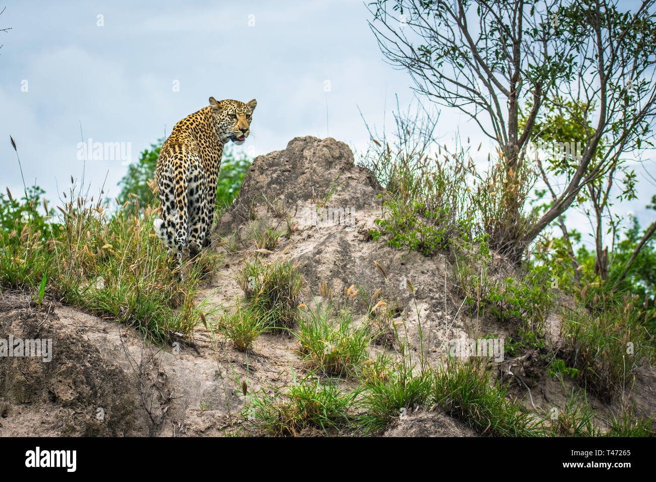 Leopard on Hill Turned Toward Camera Stock Photo - Alamy