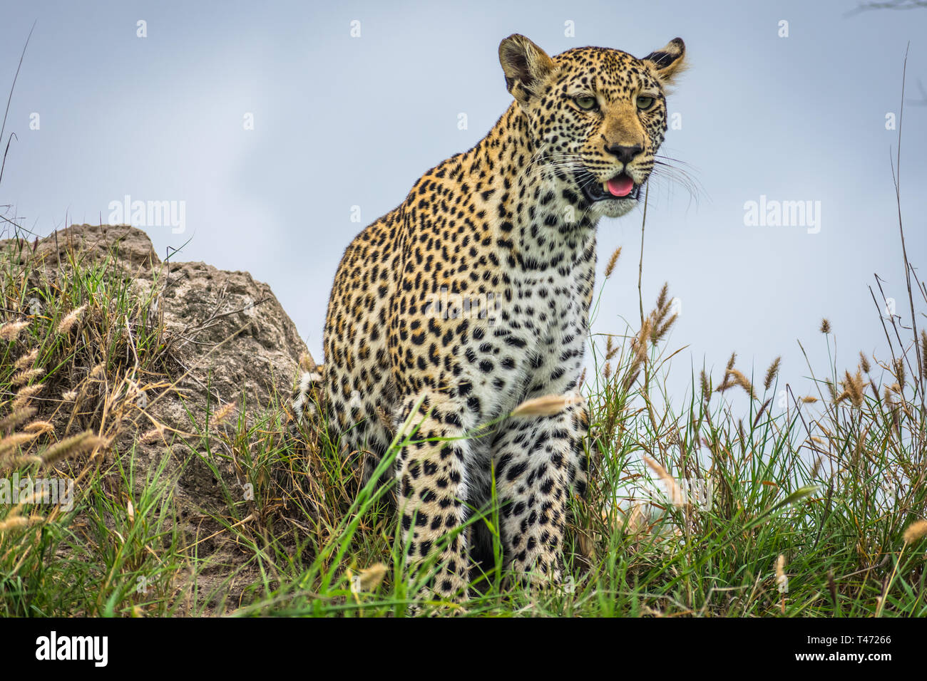 Side view wide shot focused hi-res stock photography and images - Alamy