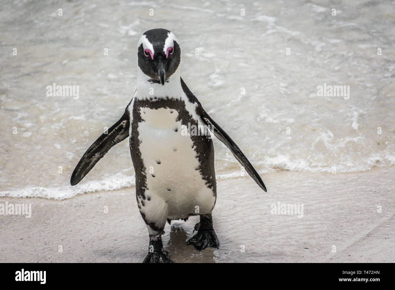 African Penguin Walking Facing Camera Stock Photo - Alamy