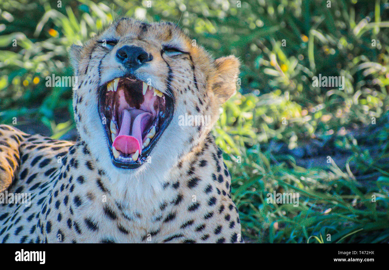 Photograph of leopard hi-res stock photography and images - Alamy