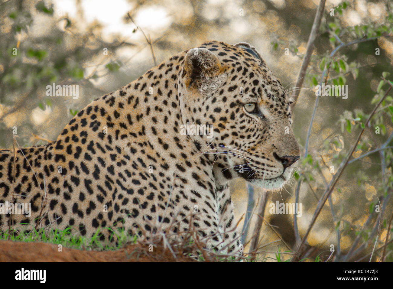 Side Profile of Leopard Resting in Grass Stock Photo - Alamy
