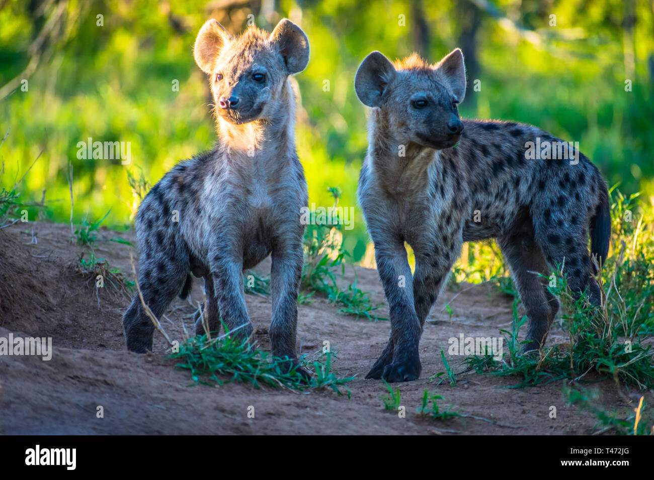 Two Hyena Cubs Stock Photo - Alamy