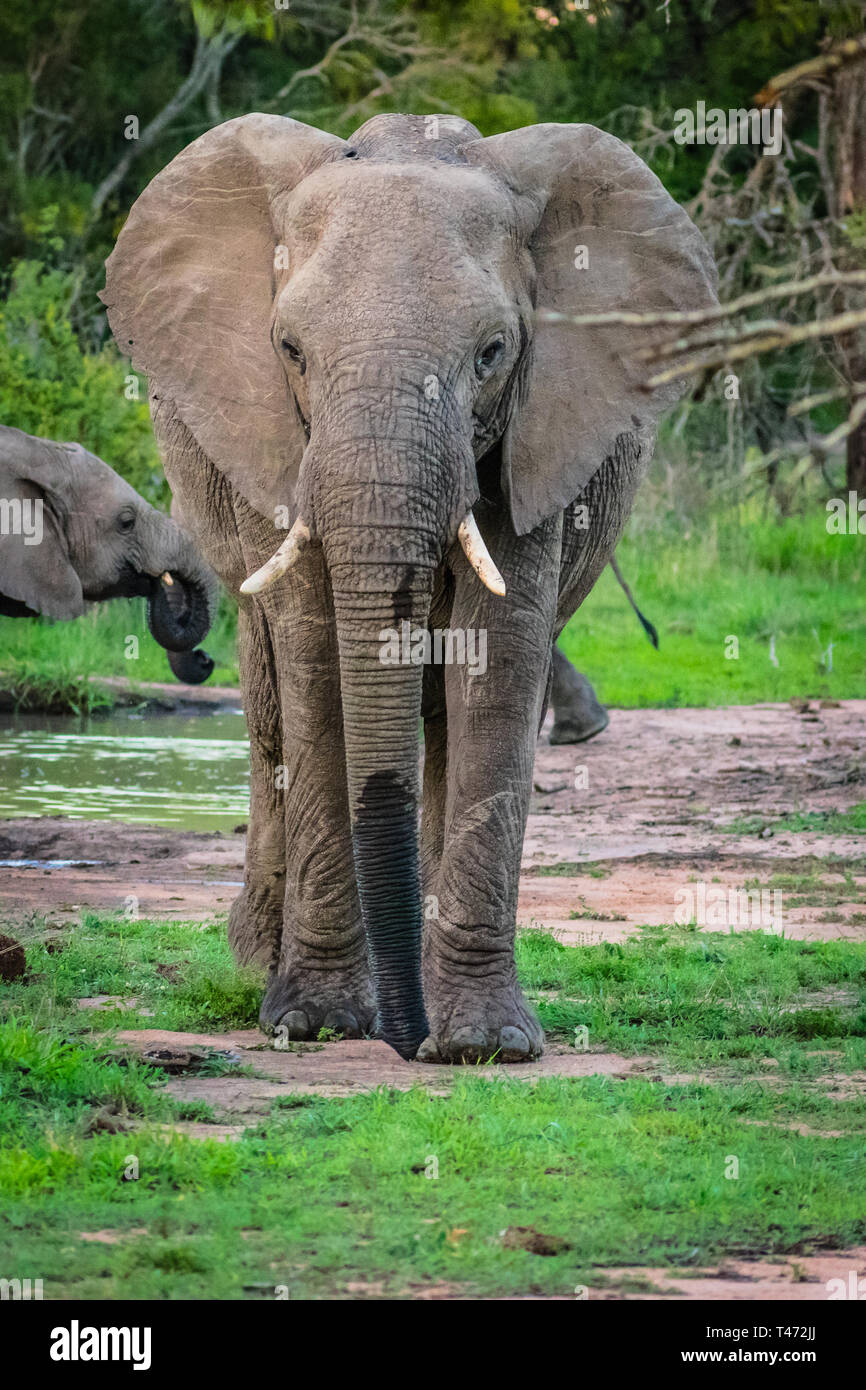 African Elephant Walking Toward Camera Stock Photo - Alamy