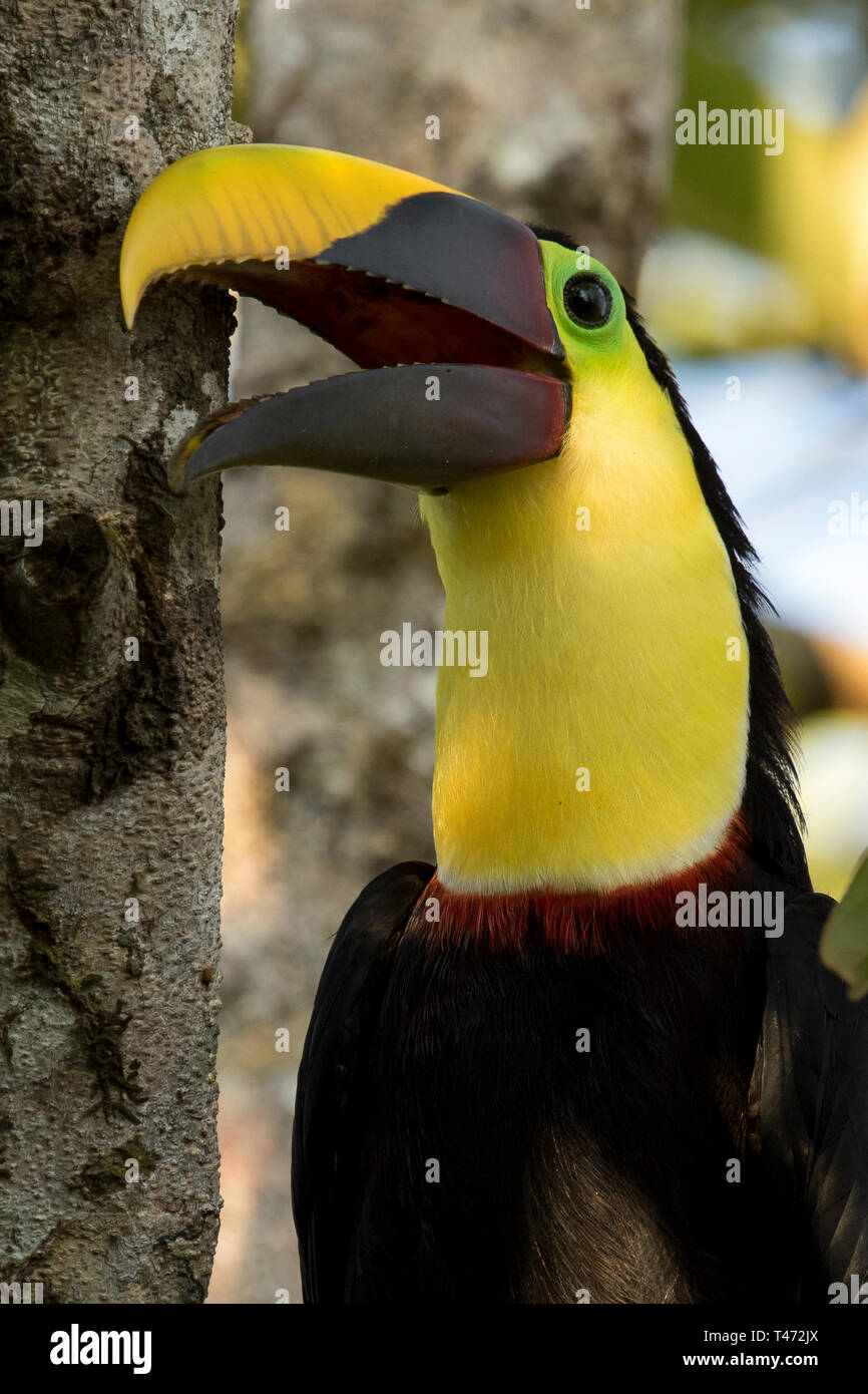 Toucan Costa Rica, Chestnut Mandibled Toucan, Drake Bay, Osa Peninsula ...