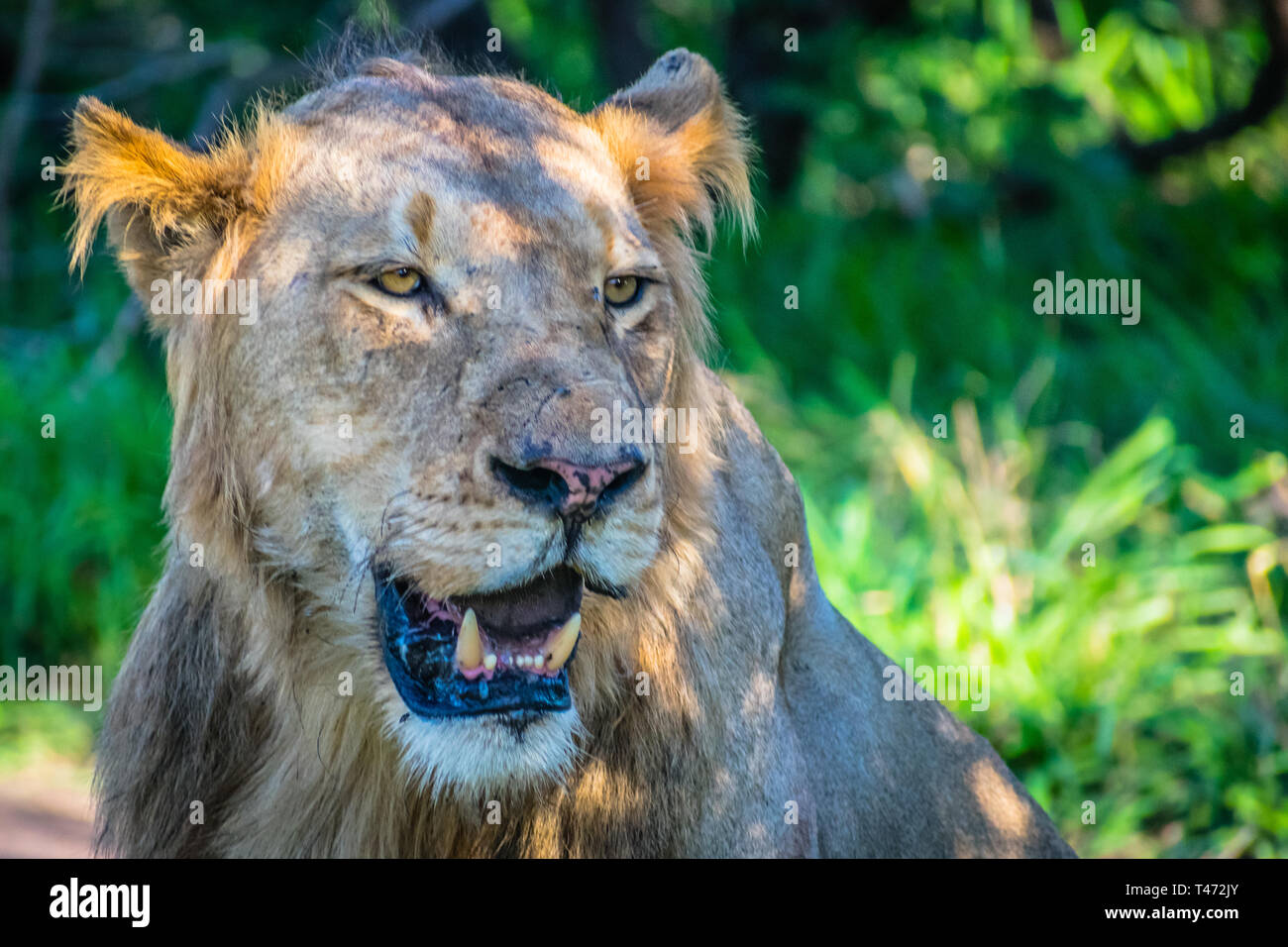 Female Lion Resting in Shade Stock Photo - Alamy