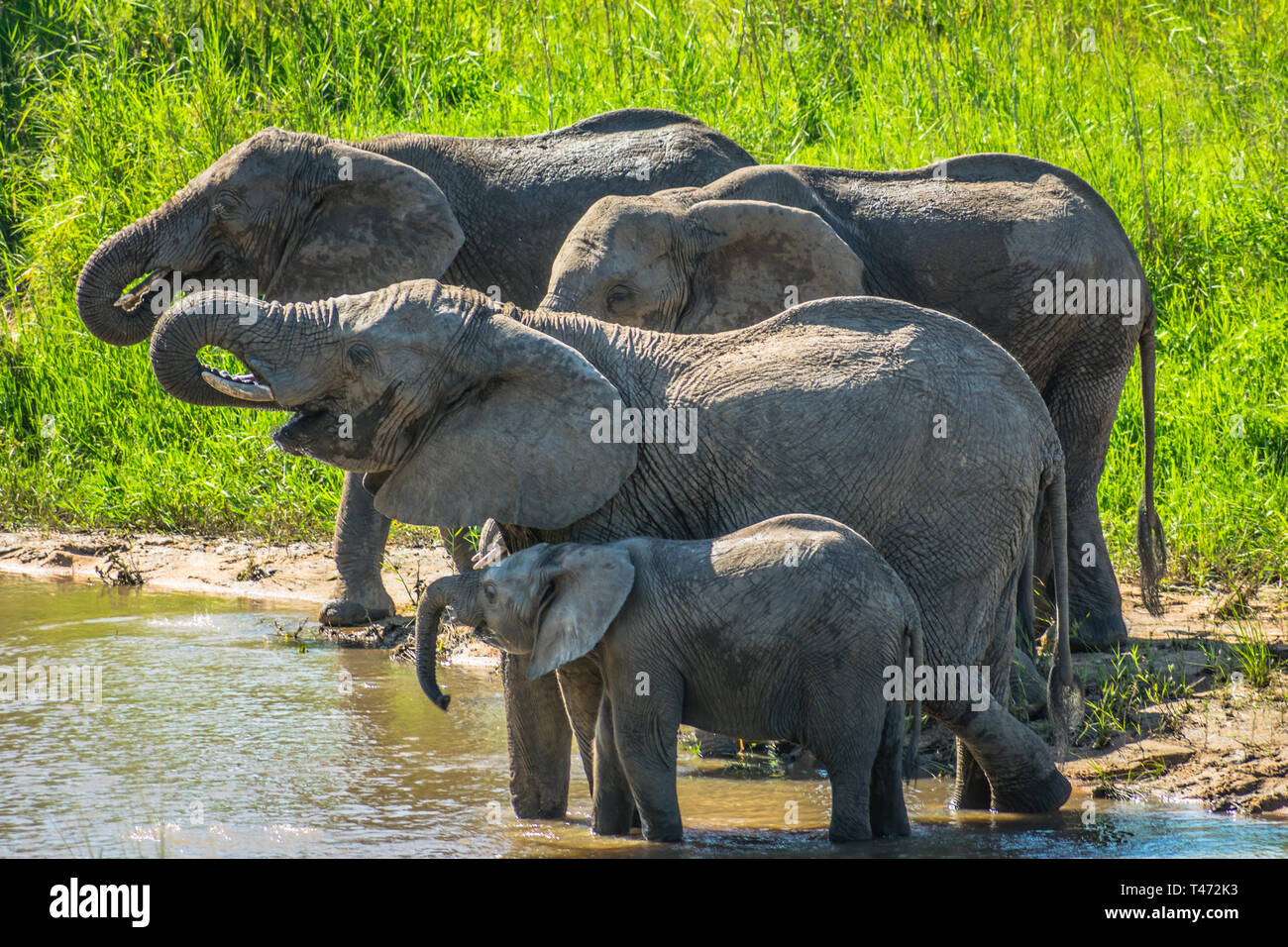 Herd of Elephants Drinking Water Stock Photo - Alamy