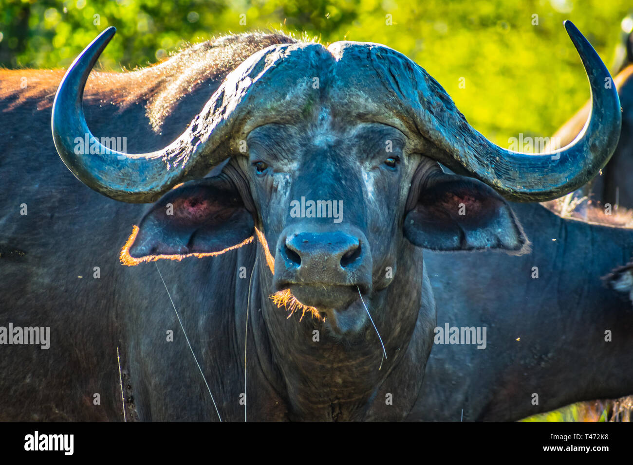 South African Water Buffalo Stock Photo - Alamy
