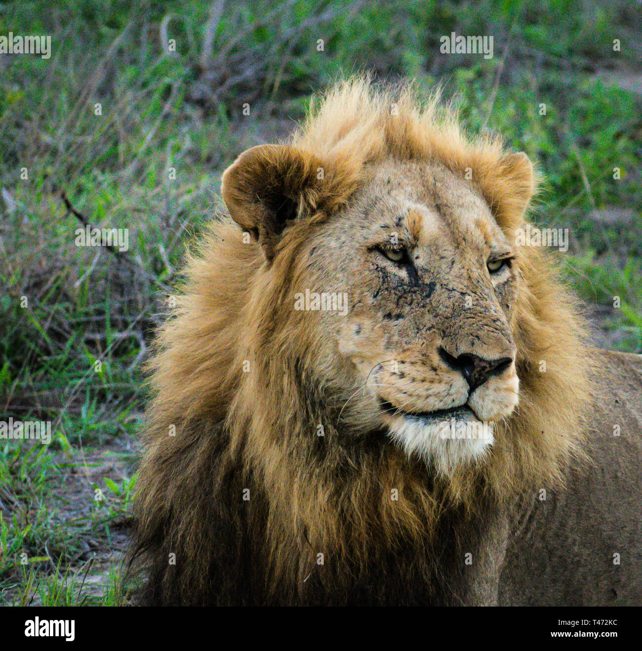 Lion Head Close Up Stock Photo - Alamy