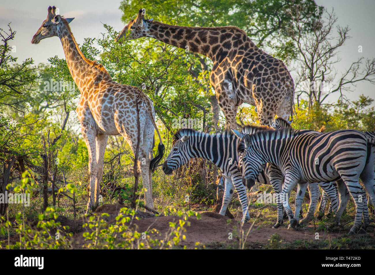 Giraffes and Zebras in the Wild Stock Photo - Alamy