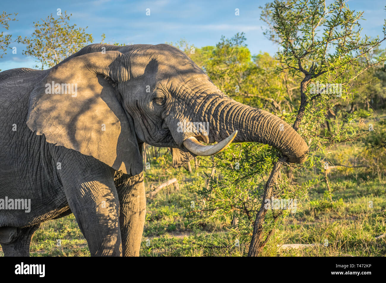 African Elephant Eating Small Tree Stock Photo - Alamy