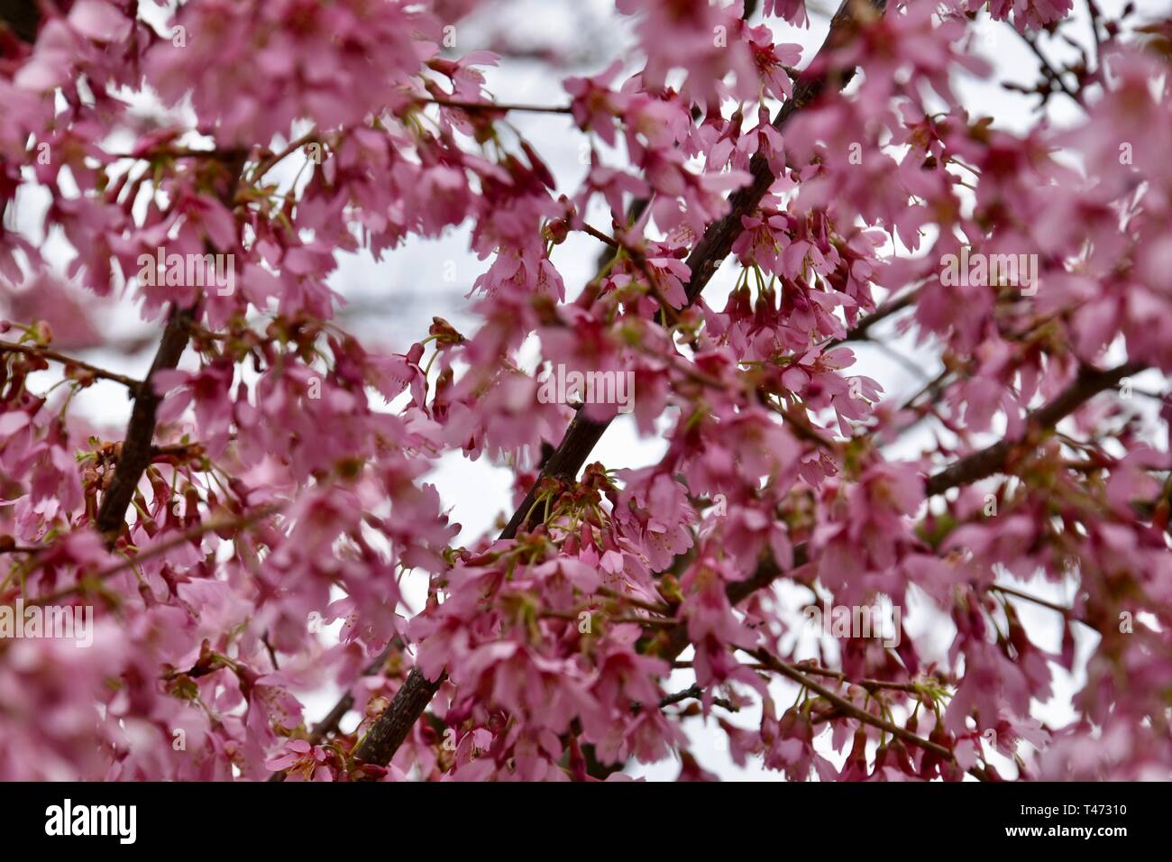 Spring Cherry Blossoms in the Boston Public Garden featuring the iconic ...
