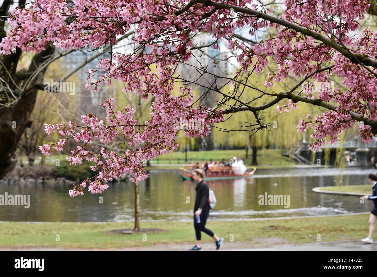 Spring Cherry Blossoms in the Boston Public Garden featuring the iconic ...