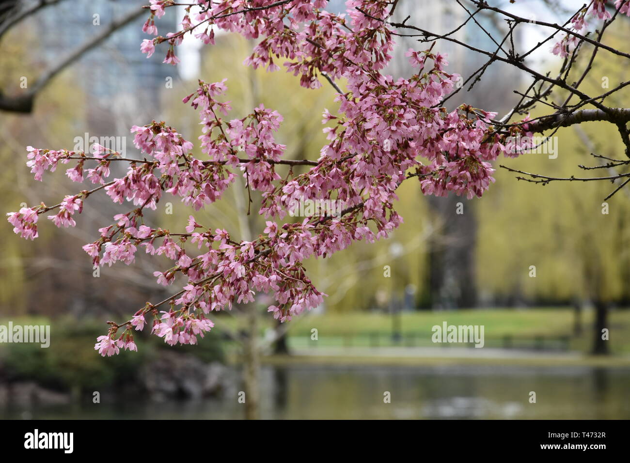 Spring Cherry Blossoms in the Boston Public Garden featuring the iconic ...