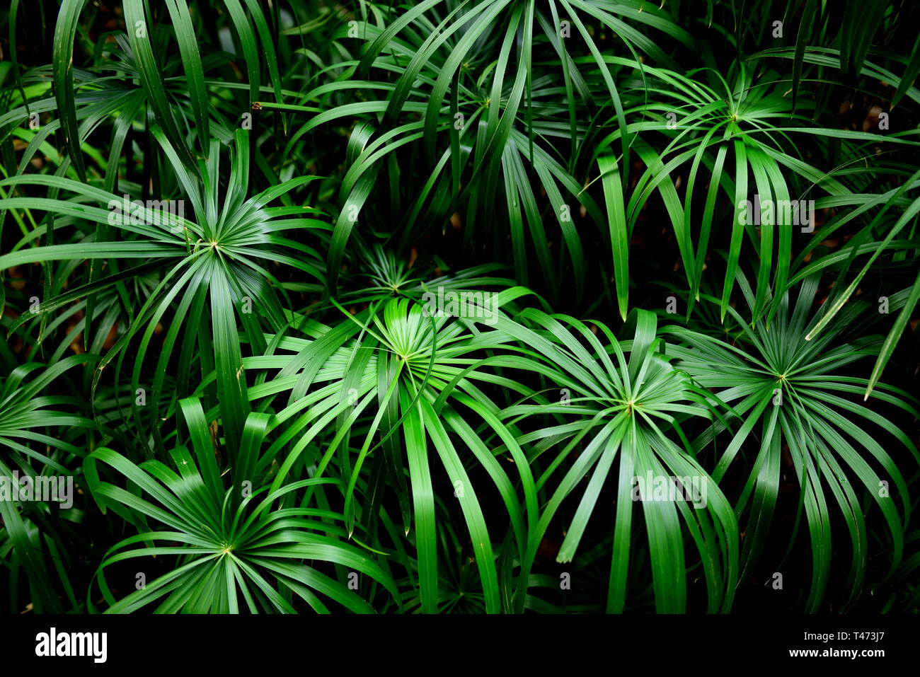 Columbia South America Plants