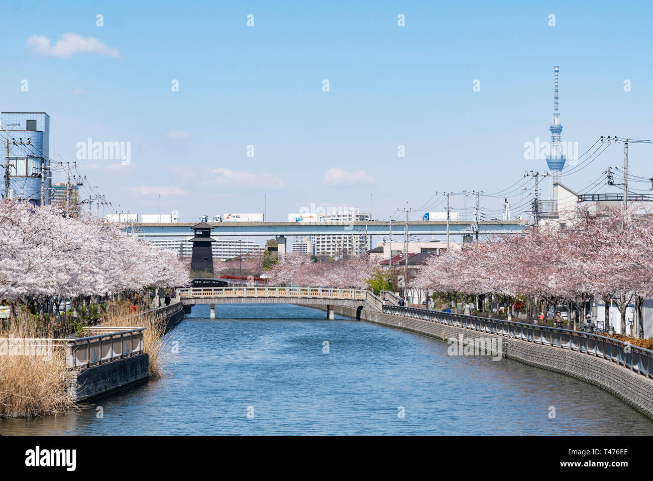 Shinkawa 1000 sakura, Edogawa-Ku, Tokyo, Japan Stock Photo - Alamy
