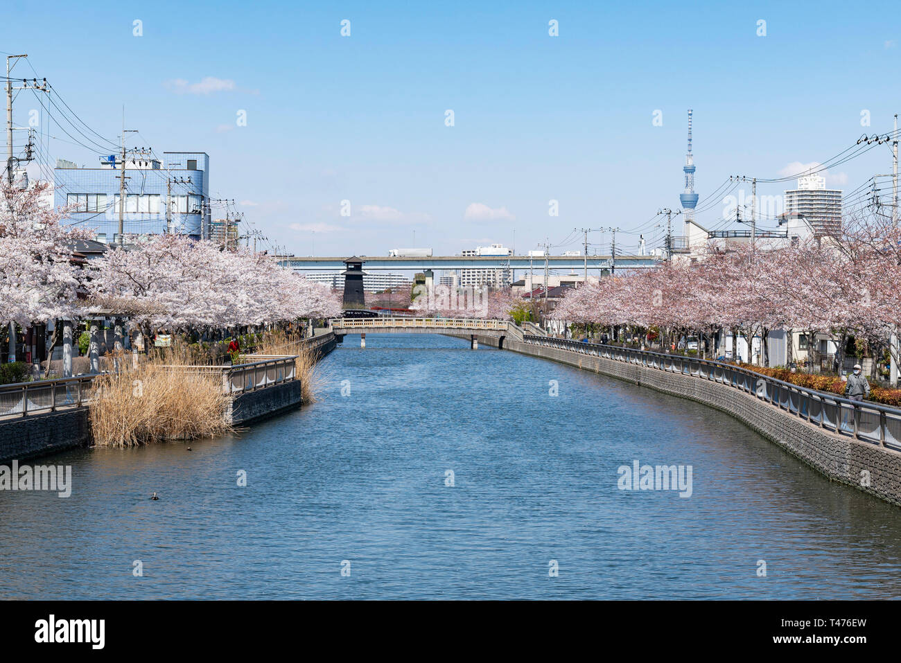 Shinkawa 1000 sakura, Edogawa-Ku, Tokyo, Japan Stock Photo - Alamy