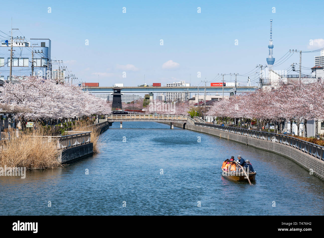 Shinkawa 1000 sakura, Edogawa-Ku, Tokyo, Japan Stock Photo - Alamy