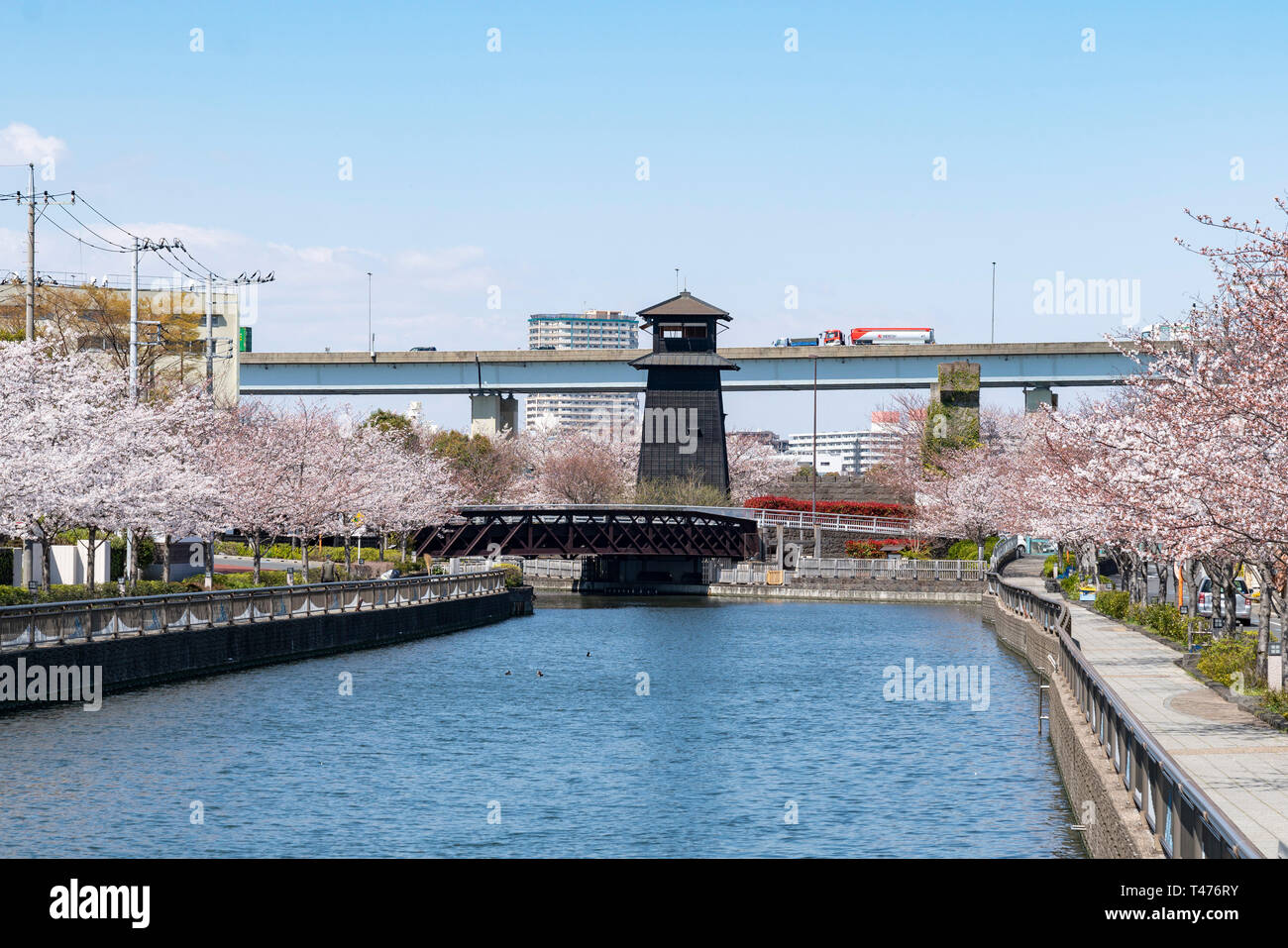 Shinkawa 1000 sakura, Edogawa-Ku, Tokyo, Japan Stock Photo - Alamy