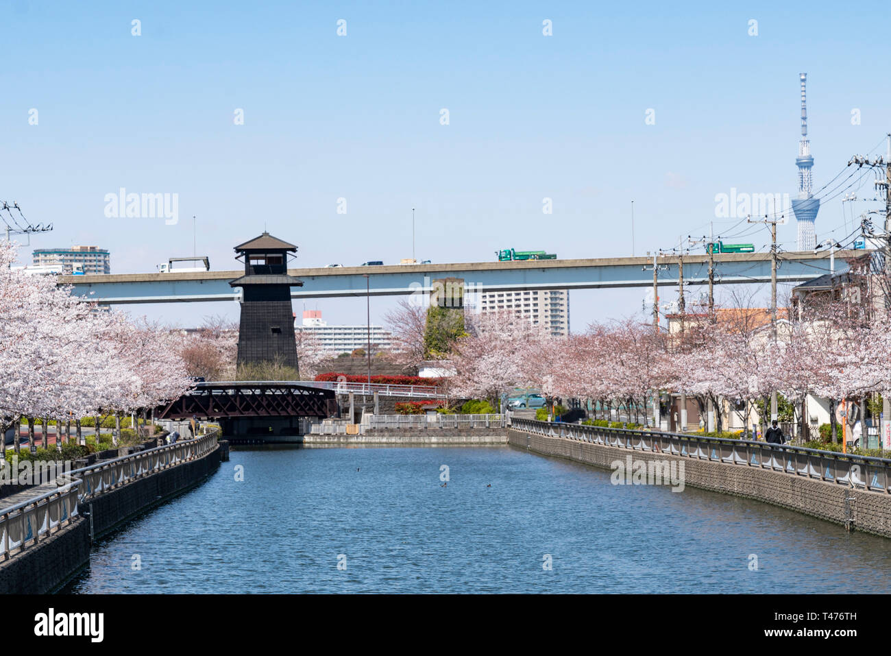 Shinkawa 1000 sakura, Edogawa-Ku, Tokyo, Japan Stock Photo - Alamy