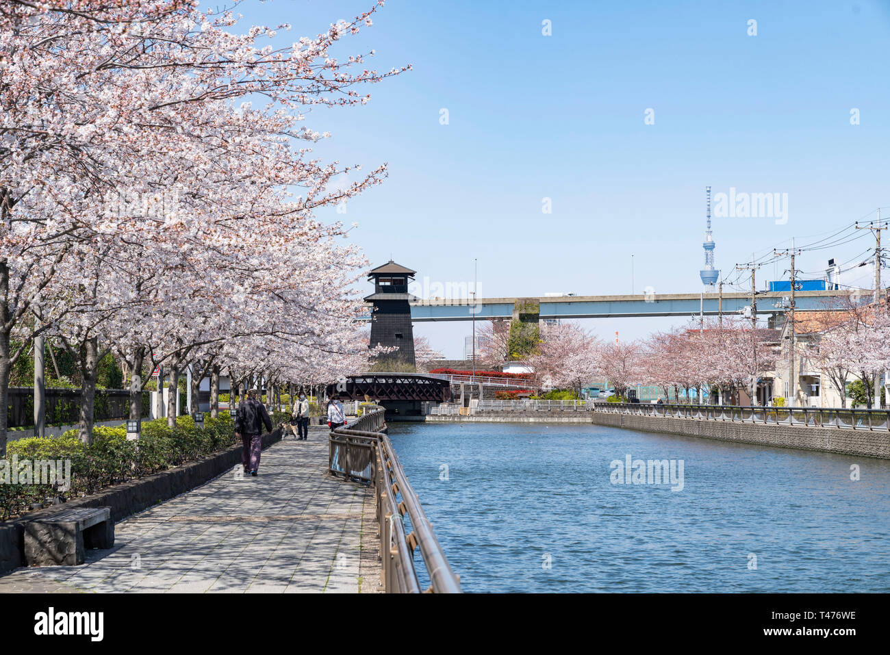 Shinkawa 1000 sakura, Edogawa-Ku, Tokyo, Japan Stock Photo - Alamy