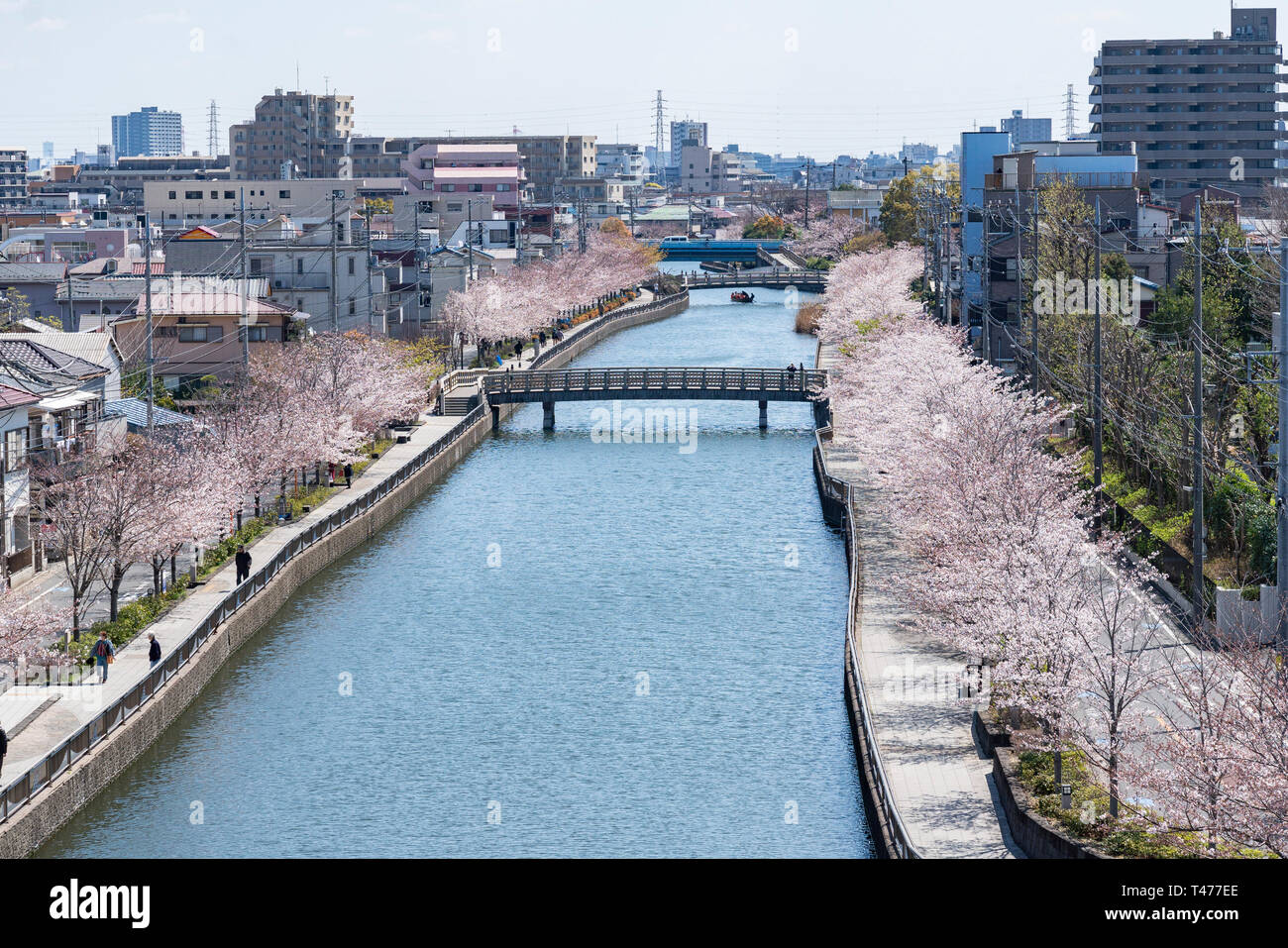 Shinkawa 1000 sakura, Edogawa-Ku, Tokyo, Japan Stock Photo - Alamy