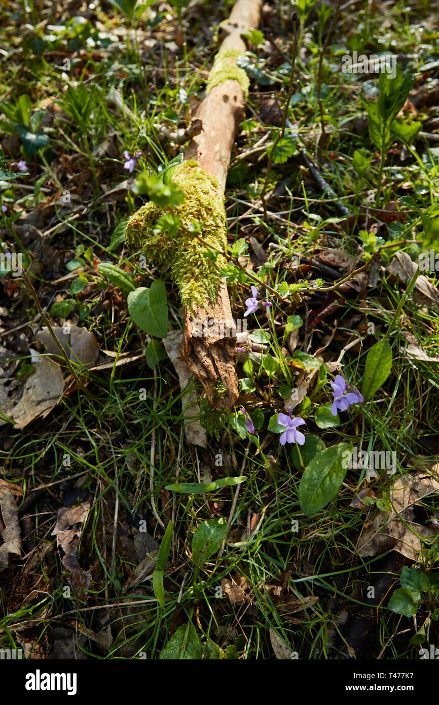 Illustrating Natures chaos with natural environment portraits Stock ...
