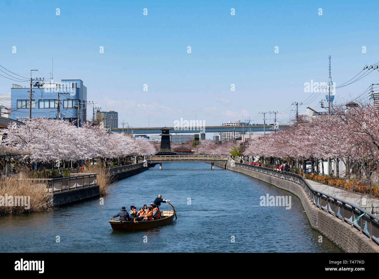 Shinkawa 1000 sakura, Edogawa-Ku, Tokyo, Japan Stock Photo - Alamy