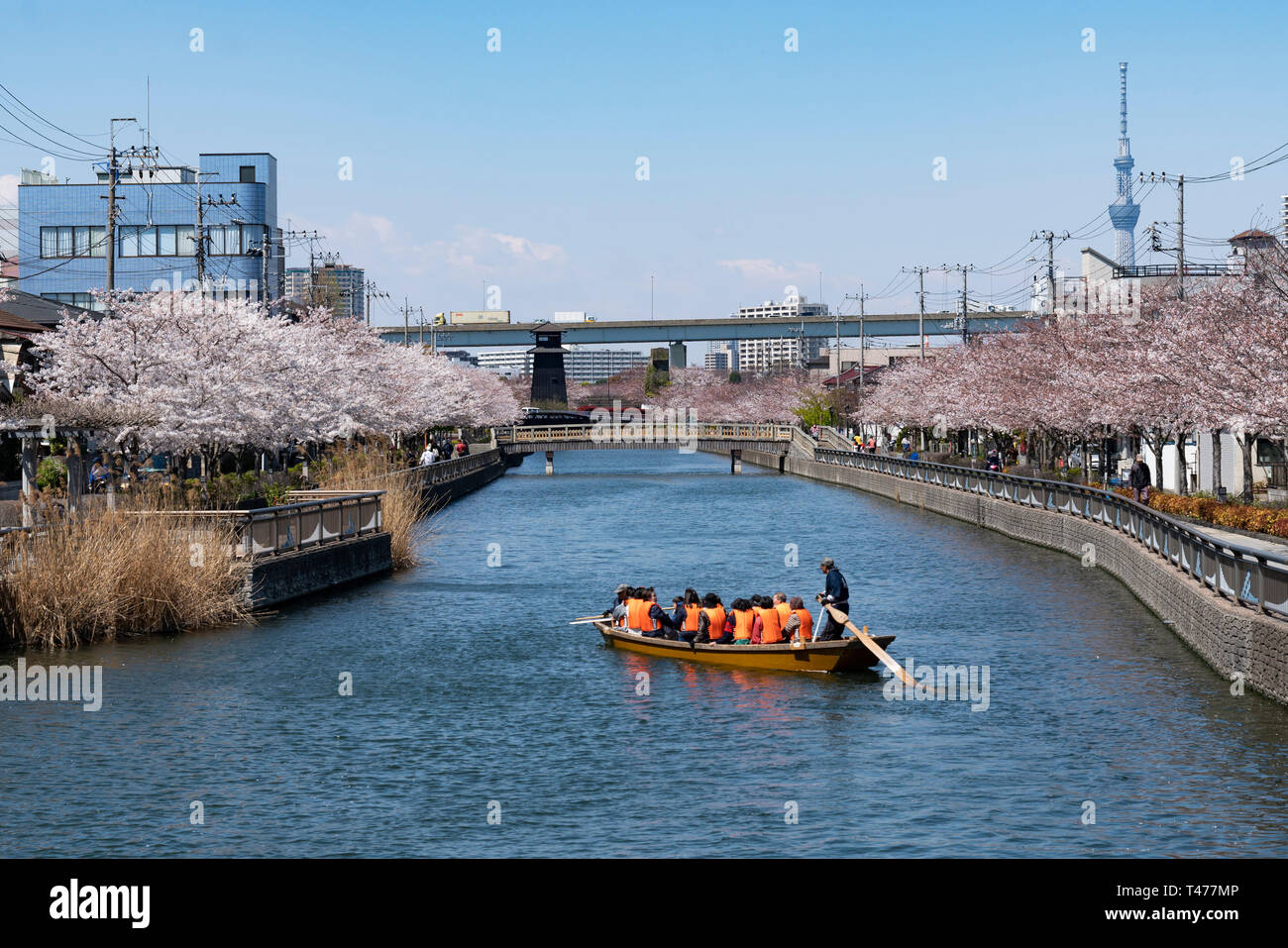 Shinkawa 1000 sakura, Edogawa-Ku, Tokyo, Japan Stock Photo - Alamy