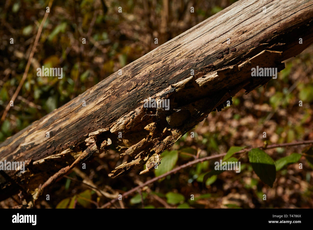 Illustrating Natures chaos with natural environment portraits Stock ...