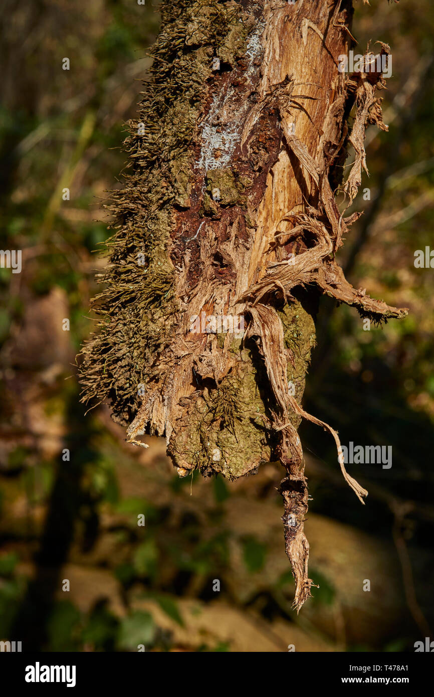 Illustrating Natures chaos with natural environment portraits Stock ...