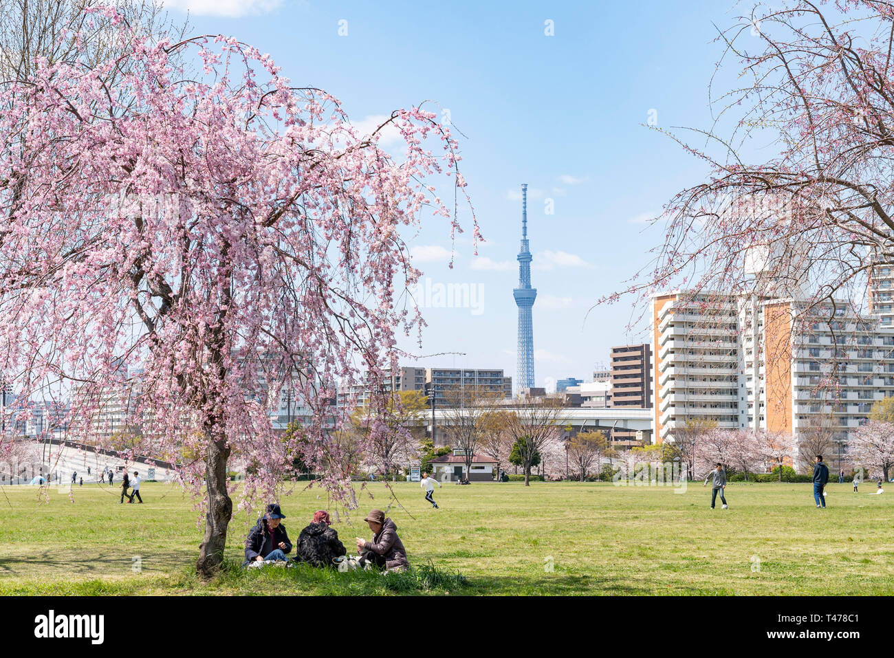 Ojima Komatsugawa Park, Edogawa-Ku, Tokyo, Japan. During cherry blossom ...