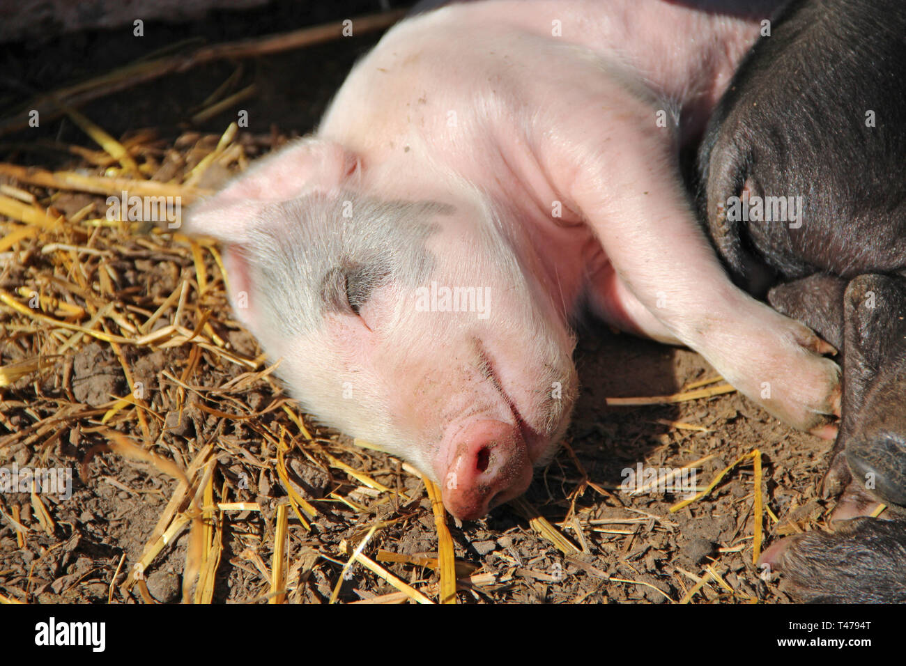 Pigs play and sleep on yard of farm embracing. Pink piglets bask in sun ...