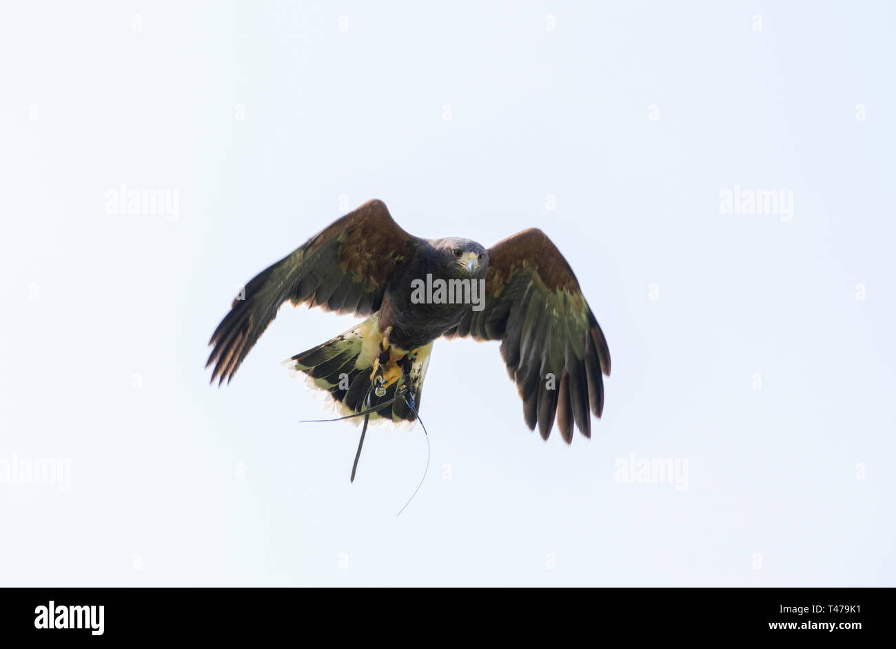 Harris hawk hunting hi-res stock photography and images - Alamy
