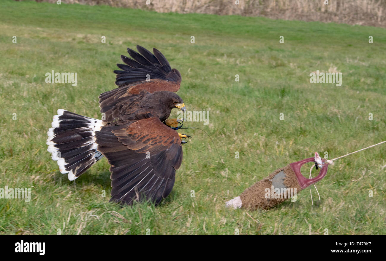 Hunting harris hawk hi-res stock photography and images - Alamy
