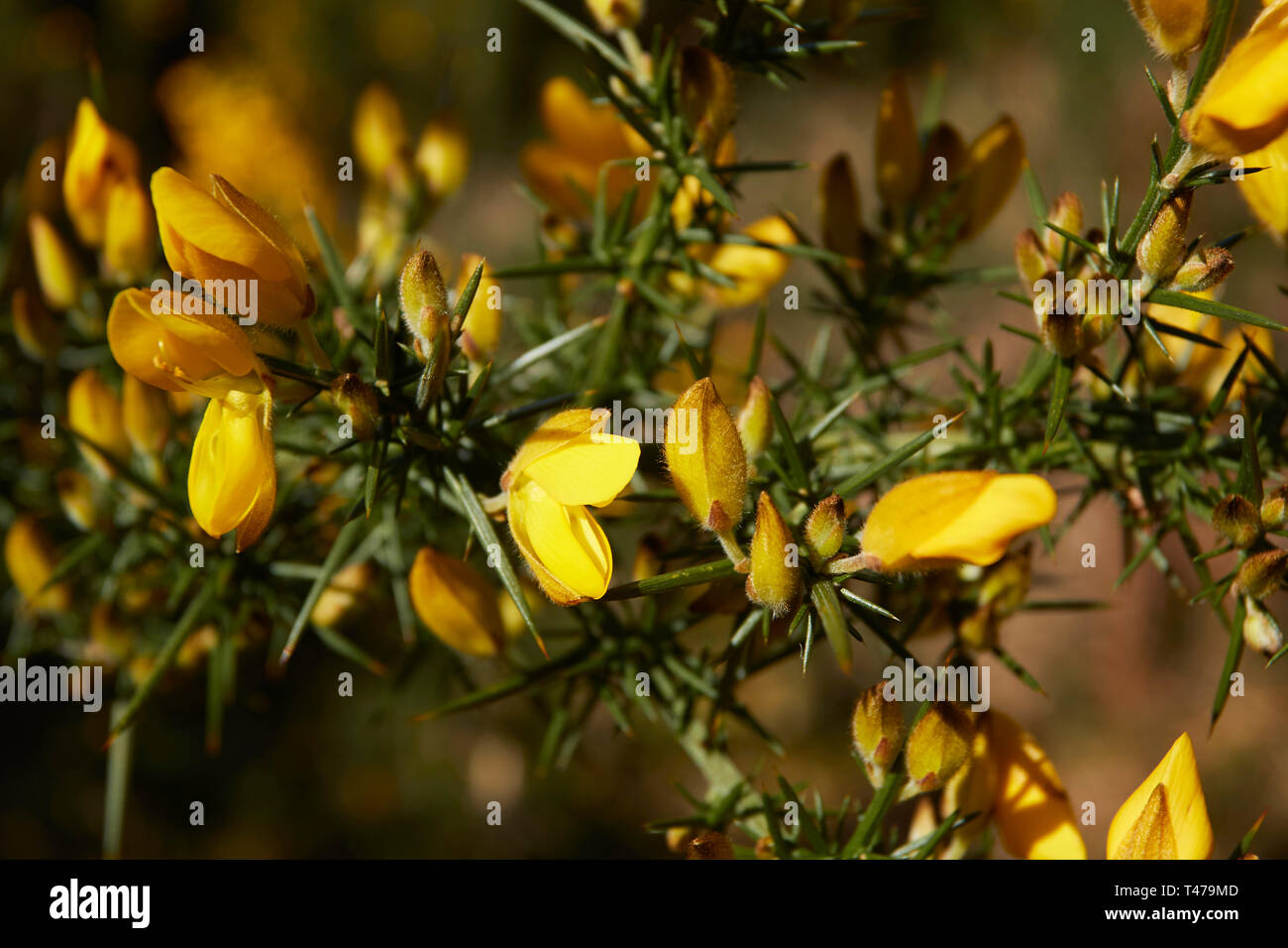 Striking yellow gorse flower in the spring sunshine. London, England ...