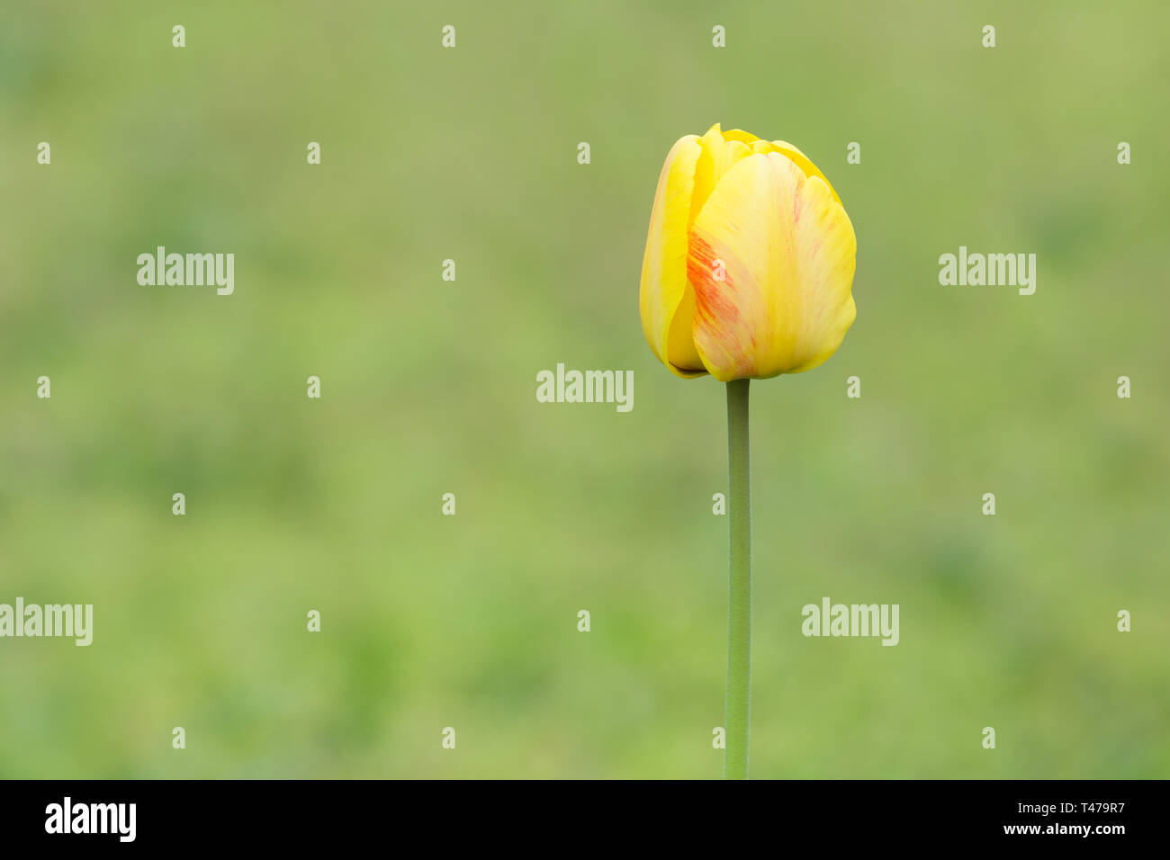 yellow tulip in garden at spring Stock Photo - Alamy