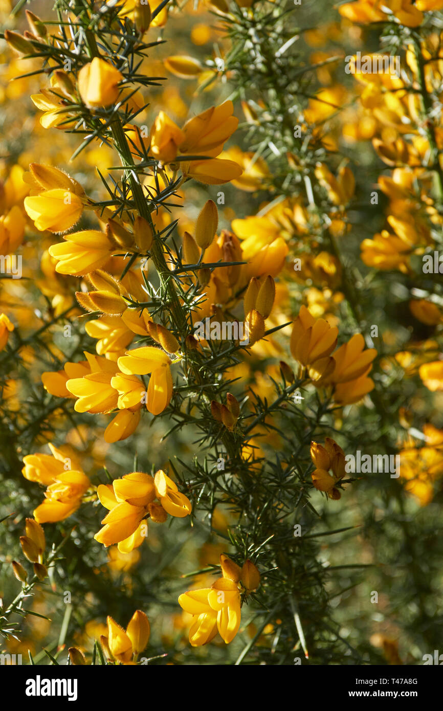 Striking yellow gorse flower in the spring sunshine. London, England ...