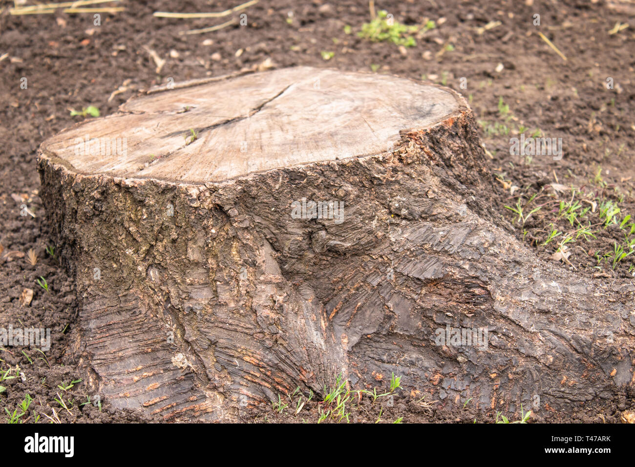 Stump grinding hi-res stock photography and images - Alamy