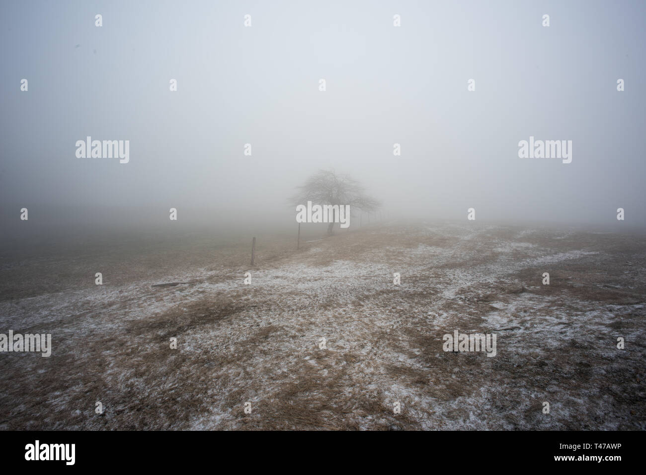 lonely tree in a fog landscape Stock Photo - Alamy
