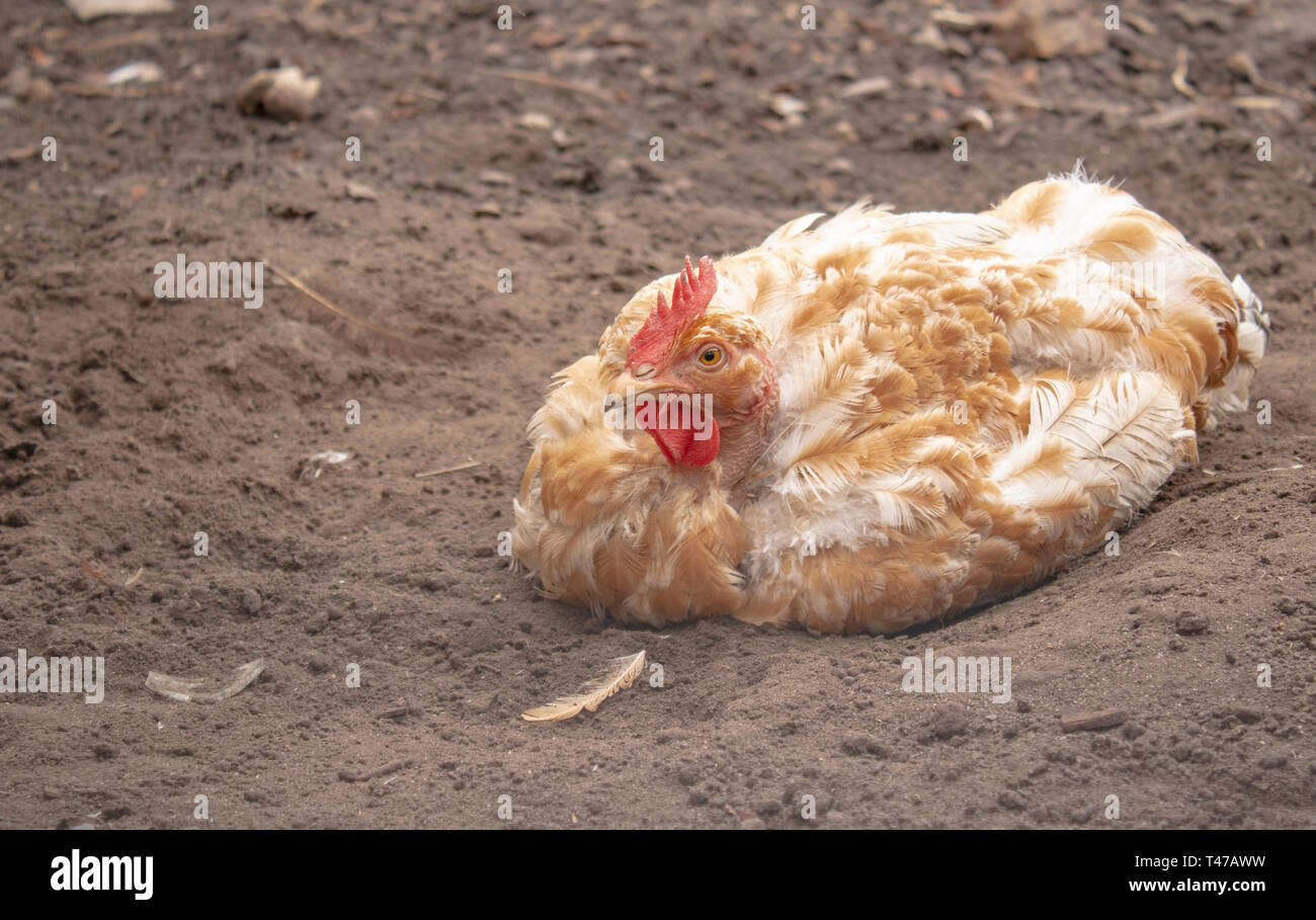 Red chicken digging in the ground, looking for food, resting, lying ...