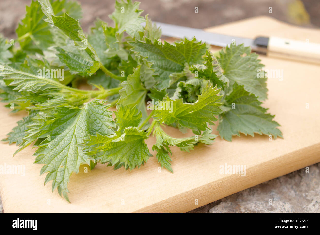 Top of a stinging nettle hi-res stock photography and images - Alamy
