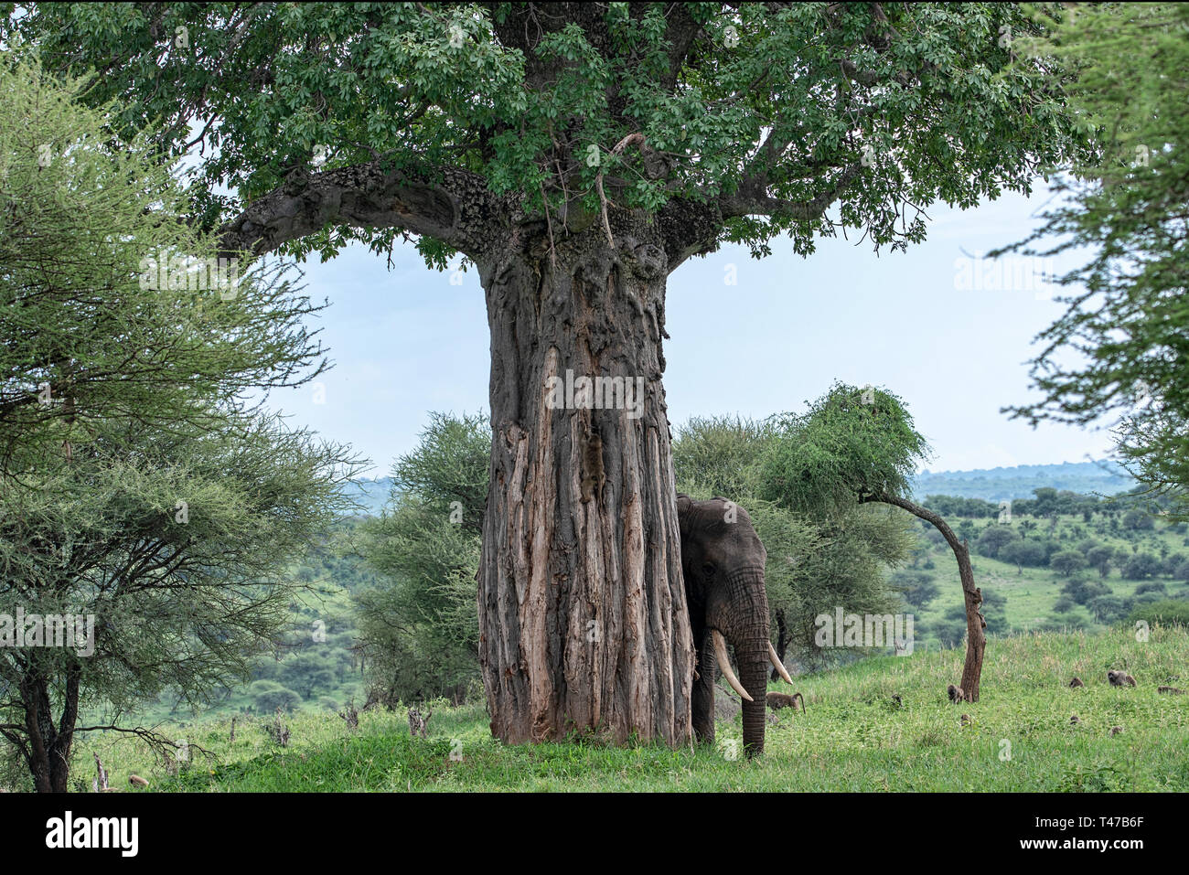 Hiding an Elephant Stock Photo - Alamy
