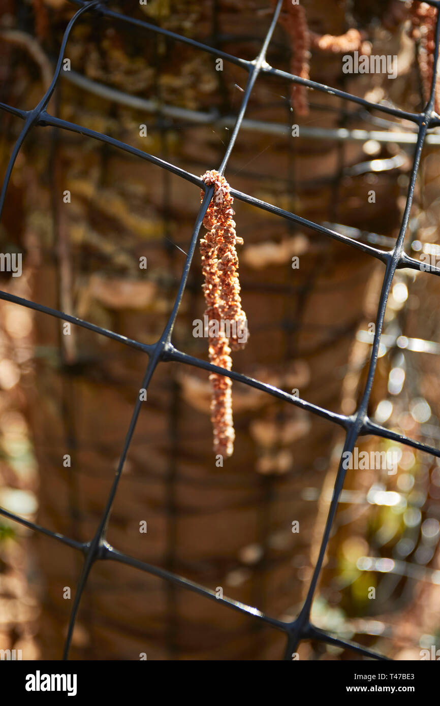 Spring catkins nature close-up in spring woodland, Surrey, England ...