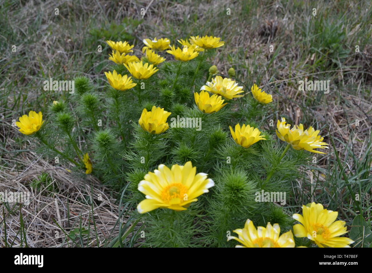 Adonis flower hi-res stock photography and images - Alamy