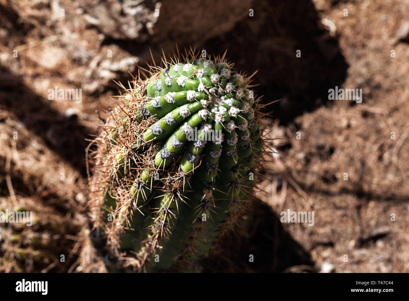 Closeup of cactus plant in desert on sunny day - Image Stock Photo - Alamy